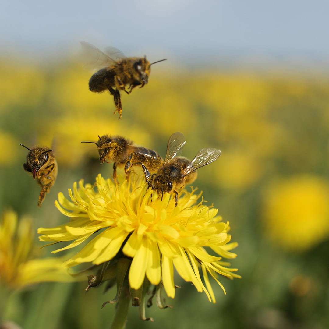 What To Do When Stung by a Bee | Geisinger