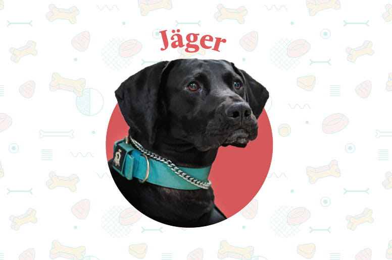 The Dogs of Geisinger | Geisinger